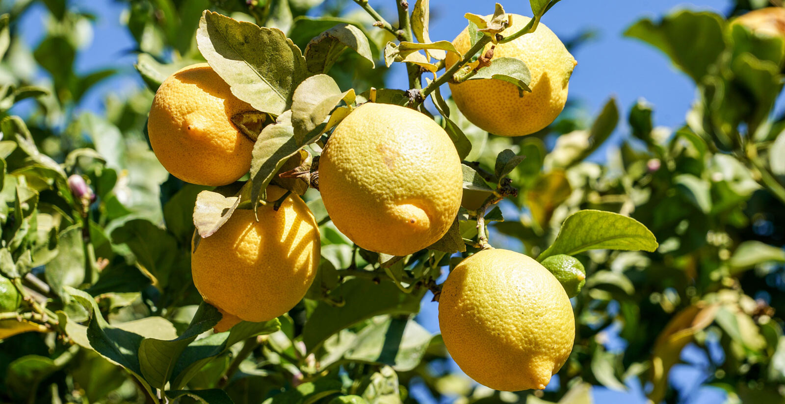 Corso Italia Suites | Prenota residence a Sorrento dal sito ufficiale